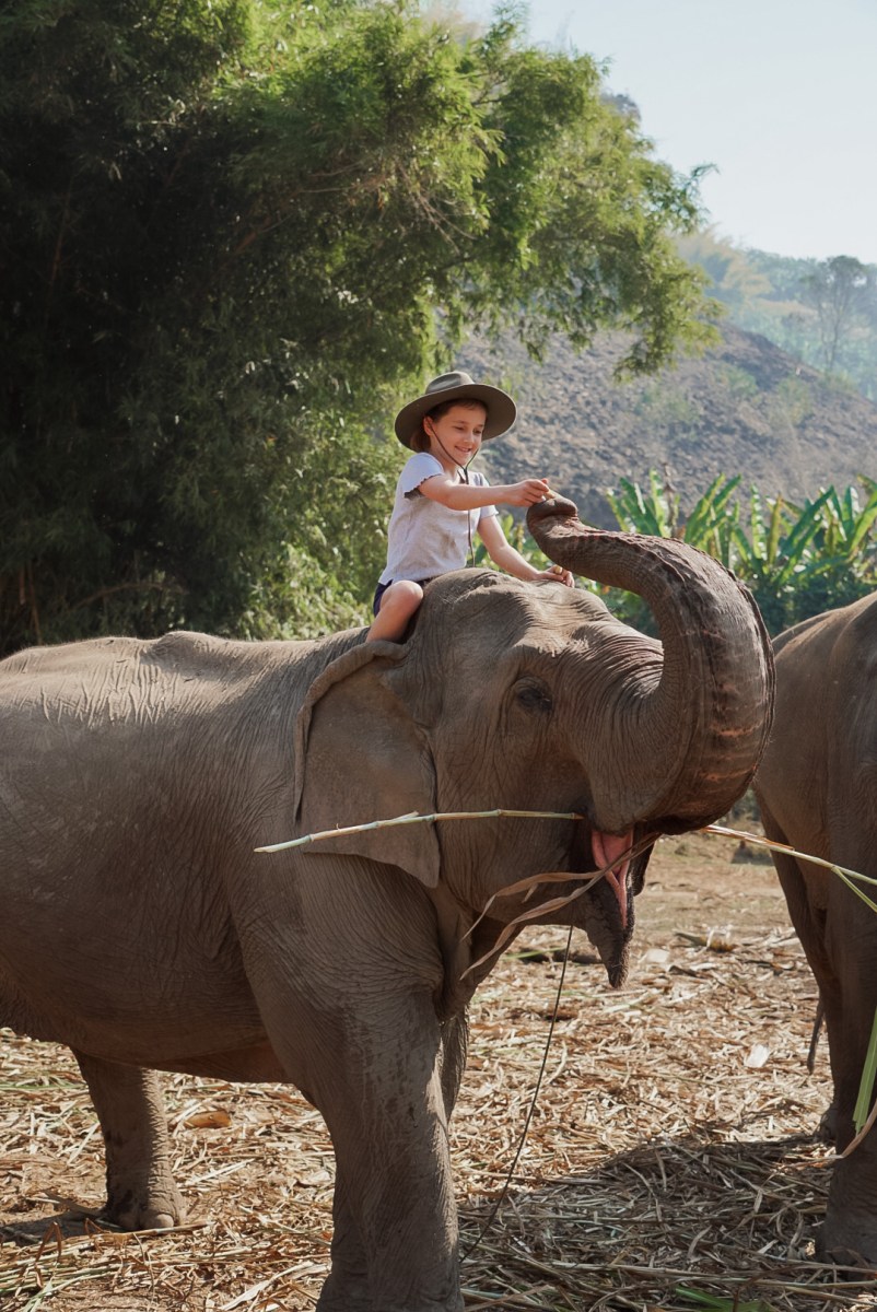 Why this is the ONLY elephant sanctuary to visit in Chiang Rai – The ...